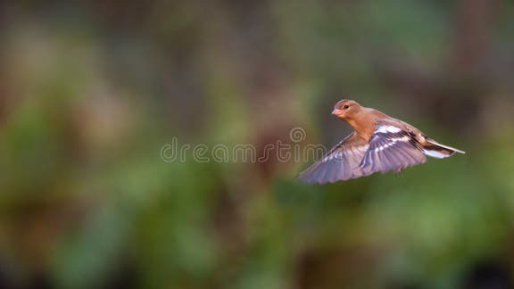 Flying Chaffinch stock image. Image of colorfull, fringilla - 28446333