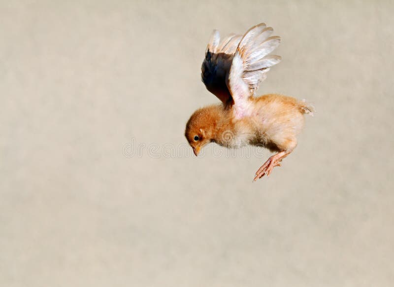 Flying Chicken Stock Photo - Image: 14331720