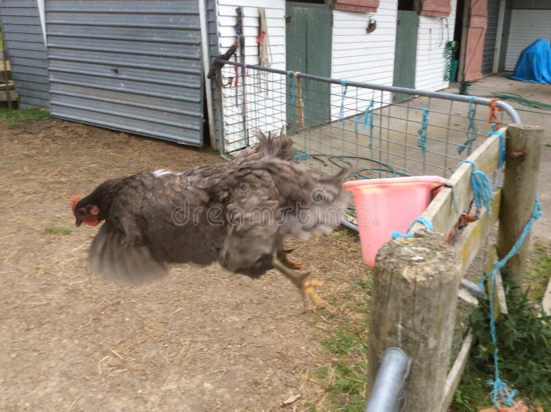 Flying Chicken stock image. Image of black, flight, flying - 48335425