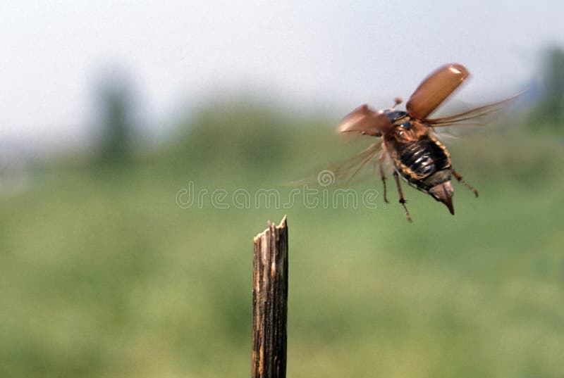 Flying cockchafer stock image. Image of insect, beetle - 13271953