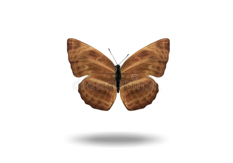 Flying Colored Butterfly with a Shadow from Below. Isolated on White ...