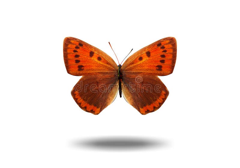 Flying Colored Butterfly with a Shadow from Below. Isolated on White ...