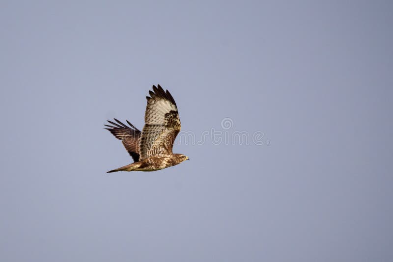Flying common buzzard stock photo. Image of freedom - 127476896