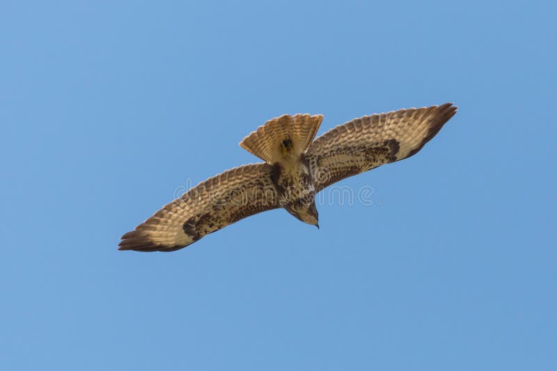 161 Bird Back View Spread Wings Photos - Free & Royalty-Free Stock ...