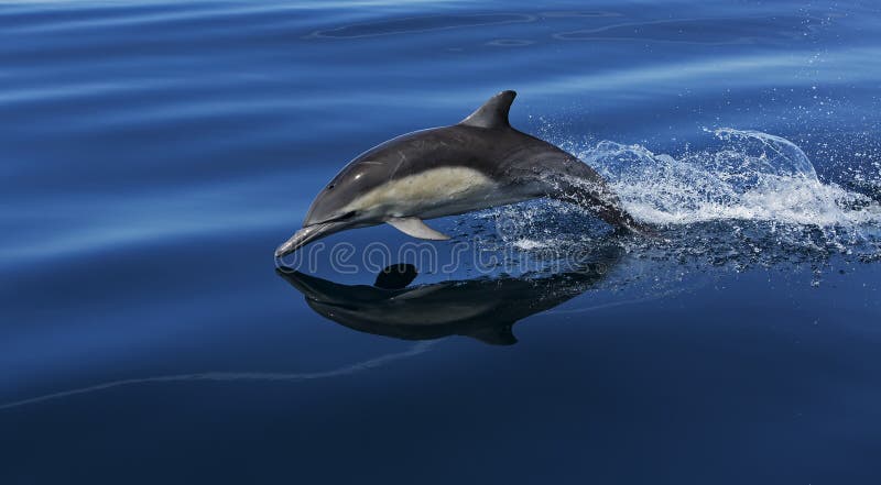 A flying common dolphin stock photo. Image of pacific - 67079320