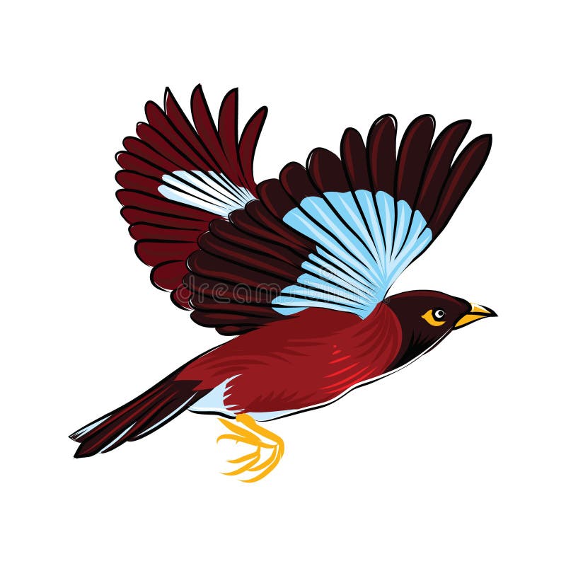 A Flying Common Myna Vector Illustration Stock Vector - Illustration of ...