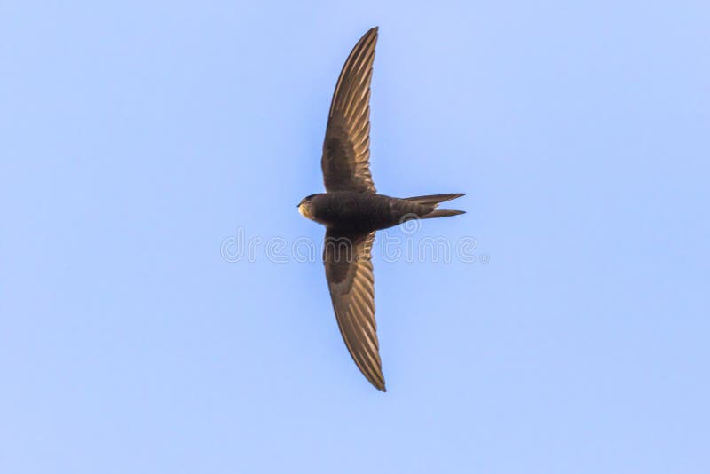 Common swift Apus apus stock photo. Image of blue, swifts - 159467918
