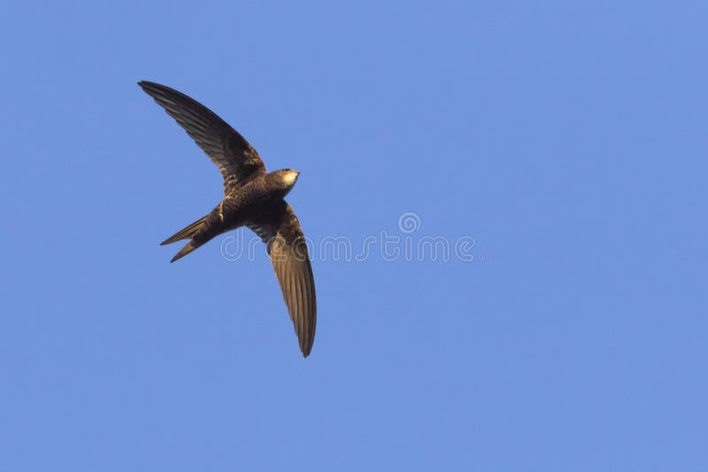 Common Swifts Apus apus. stock image. Image of height - 173886313