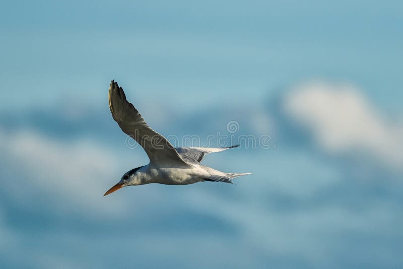 A flying common tern bird. stock photo. Image of nature - 354496846