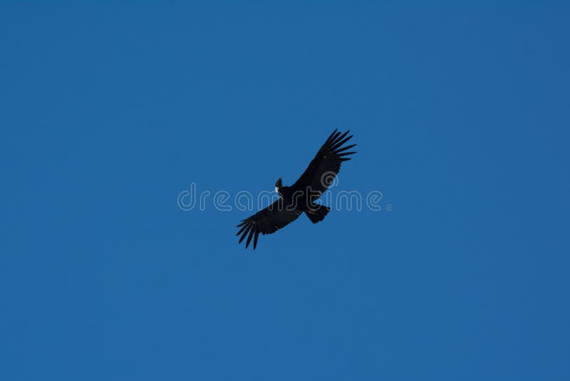 Flying Condor stock photo. Image of andean, bird, nature - 244638842