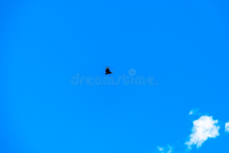 Flying Condor in the Blue Sky Stock Image - Image of freedom, bird ...