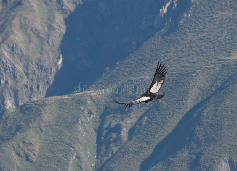 Flying Condor in the Colca Canyon Stock Photo - Image of condor ...