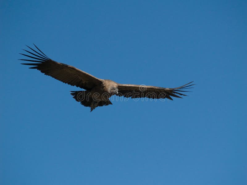 Flying Condor in the Colca Canyon Stock Image - Image of canyon, tour ...