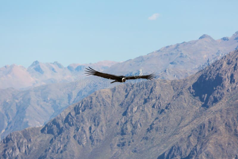 Condor stock photo. Image of outdoors, overview, recreation - 100173126