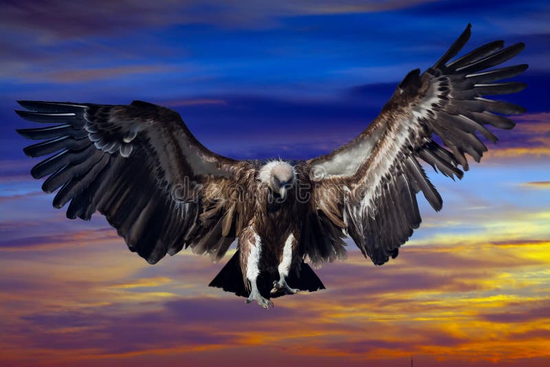 Flying condor stock image. Image of gallinazo, gyps, dramatic - 71386137