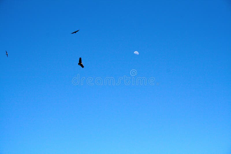 Flying Condors Over a Blue Sky in Colca Stock Photo - Image of wingspan ...