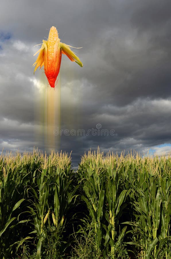 Flying corn in field stock image. Image of agricultural - 26661415