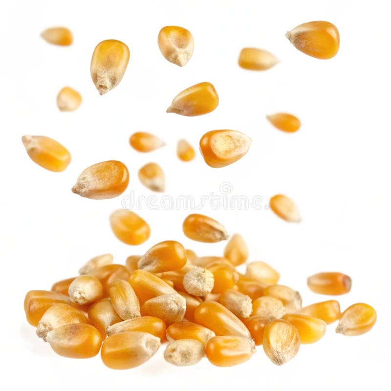 Flying Corn Seeds Isolated on Transparent Background Stock Illustration ...