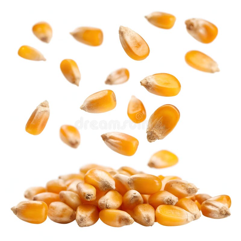 Flying Corn Seeds Isolated on White Background Stock Illustration ...