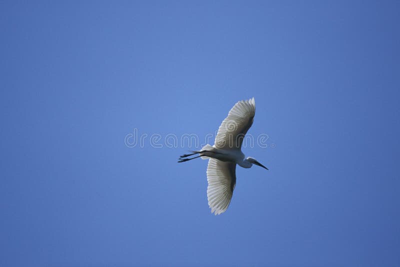 Flying Crane stock photo. Image of feather, flight, kite - 77368