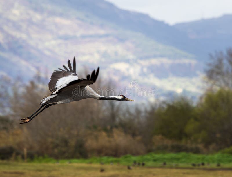 A flying crane stock image. Image of fowl, crane, migration - 268921661