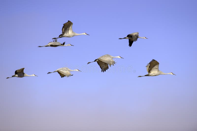 Flying cranes stock photo. Image of flying, crane, wing - 27984830