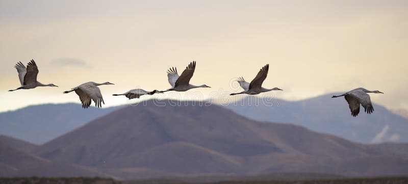 Red-crowned Cranes Fly in the Sky. Stock Image - Image of asia, crowned ...