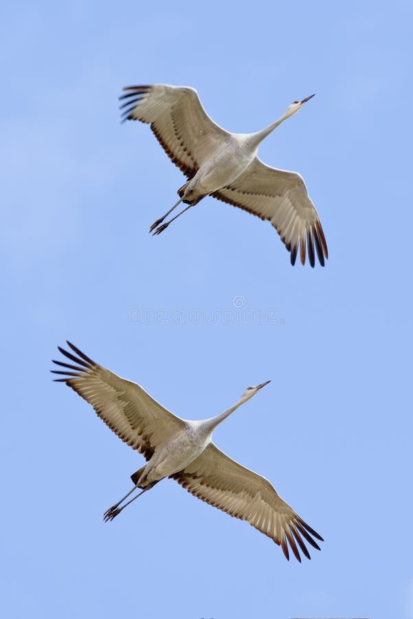 Flying cranes stock image. Image of flying, field, fall - 28174087