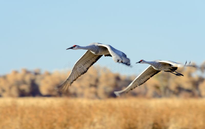 Flying cranes stock image. Image of flying, field, fall - 28174087