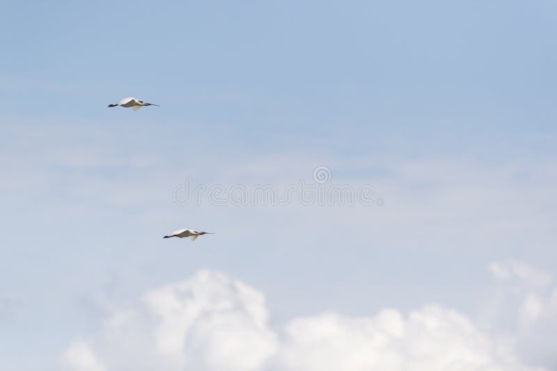 Flying cranes in the air stock image. Image of wadden - 265954863
