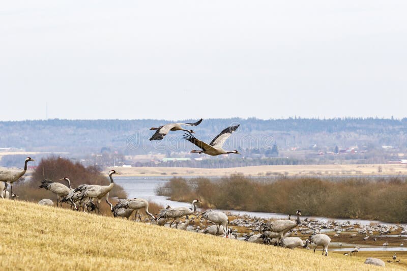 Flying Cranes Over a Lake in the Spring Stock Image - Image of birds ...