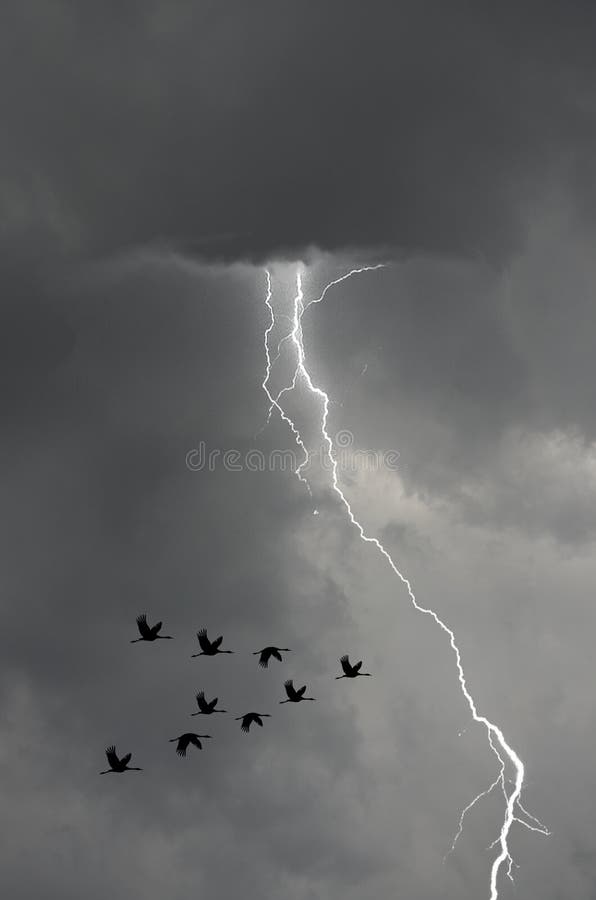 Flying Cranes with Strong Lightning in Storm Stock Image - Image of ...