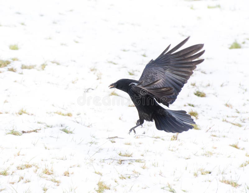 Flying Crow stock photo. Image of grass, animal, wings - 1992434