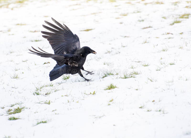 Flying Craw stock image. Image of wildlife, grass, flight - 51748473