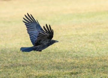 Flying Craw stock image. Image of bird, wing, beak, raven - 37111631