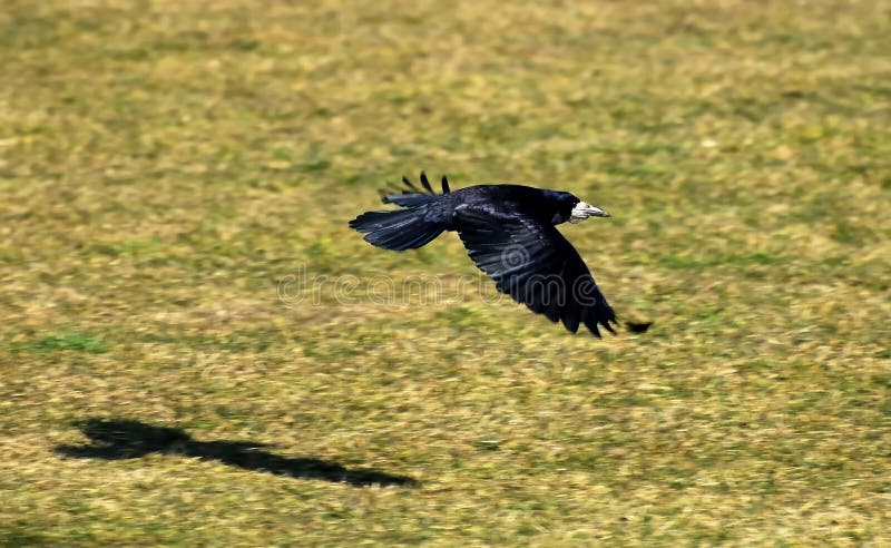 Flying Crow stock photo. Image of grass, animal, wings - 1992434
