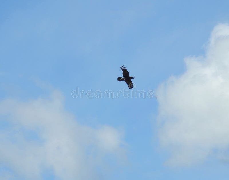 Flying Crow stock photo. Image of grass, animal, wings - 1992434