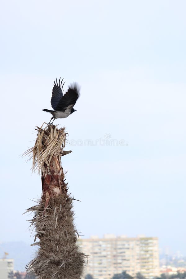 Flying crow stock image. Image of wings, nature, bird - 141844215