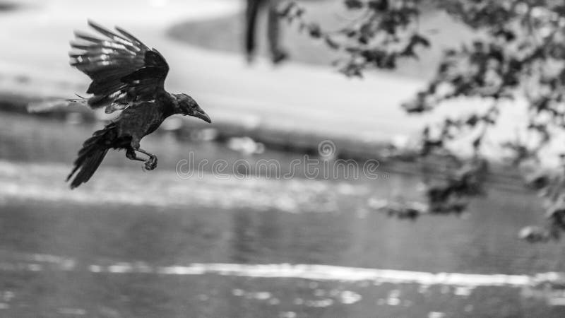 Flying Crow on Blurred Background C Stock Image - Image of field ...
