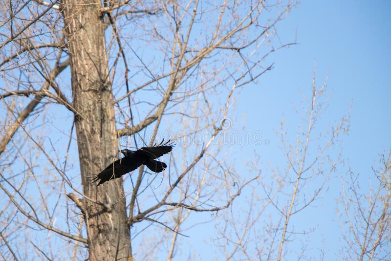 Flying crow with branch stock image. Image of forest - 116297081