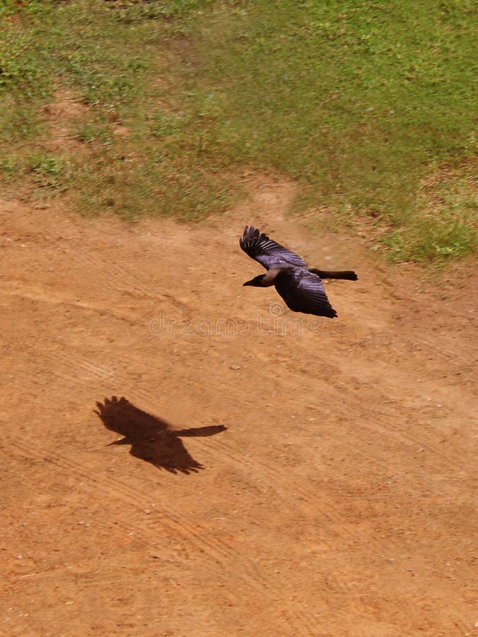 Flying Crow stock photo. Image of dark, animal, black - 59799018