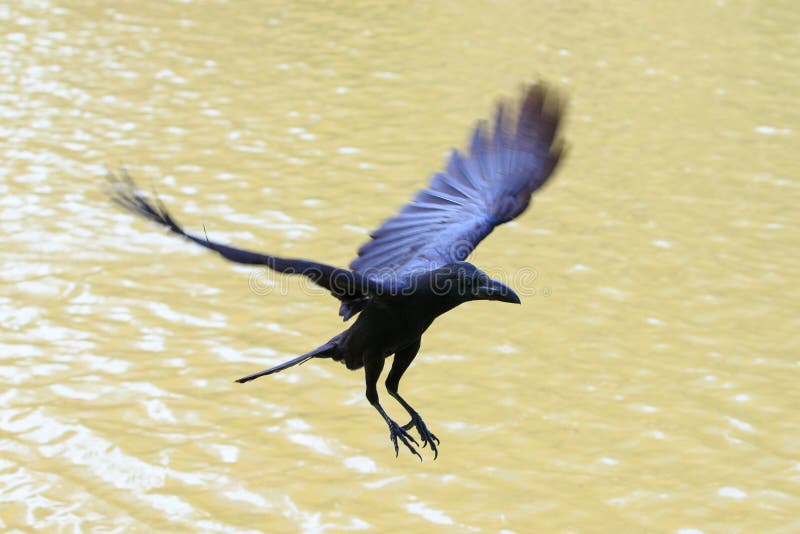 Low Flying Crow in Search of Food Stock Photo - Image of bird ...