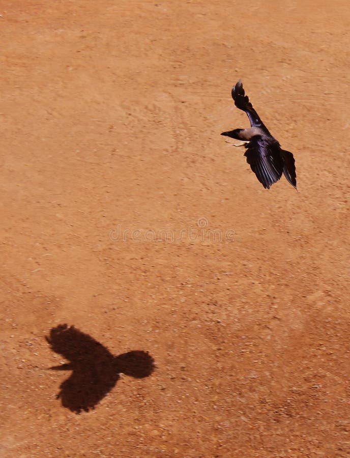 926 Crow Landing Photos - Free & Royalty-Free Stock Photos from Dreamstime
