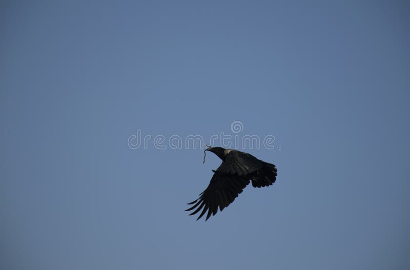 Flying Crow with Twig in Its Mouth Stock Image - Image of nature ...