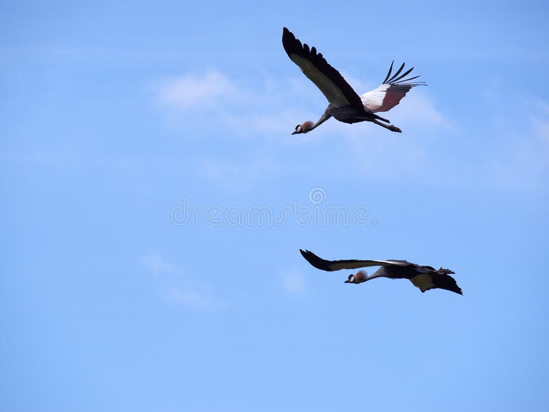 Flying crowned cranes stock photo. Image of flight, africa - 54607272