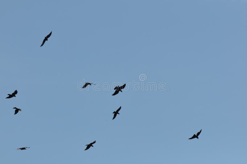 Flying crows and blue sky stock photo. Image of white - 117886178