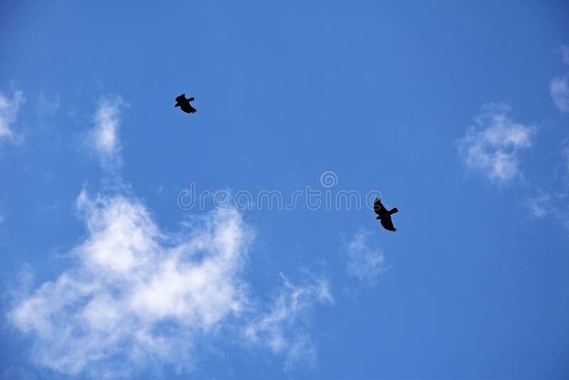 Flying Crows in the Blue Sky with Some Clouds Stock Photo - Image of ...