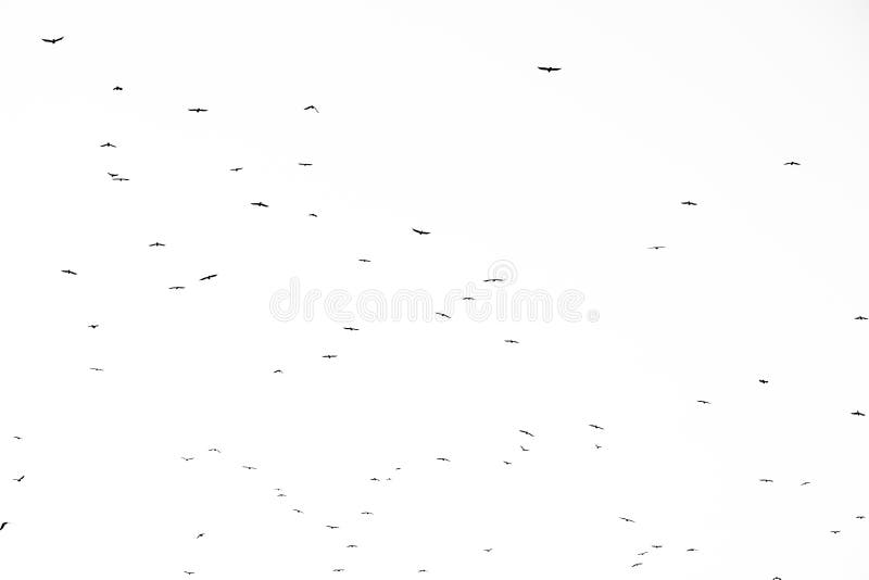 Real Photo of Flying Crows on the White Sky Hi-res Texture for ...