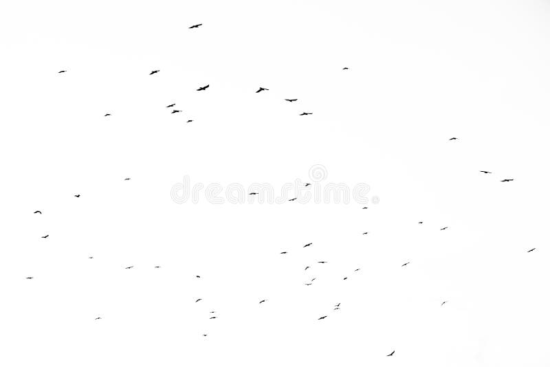 Real Photo of Flying Crows on the White Sky Hi-res Texture for ...
