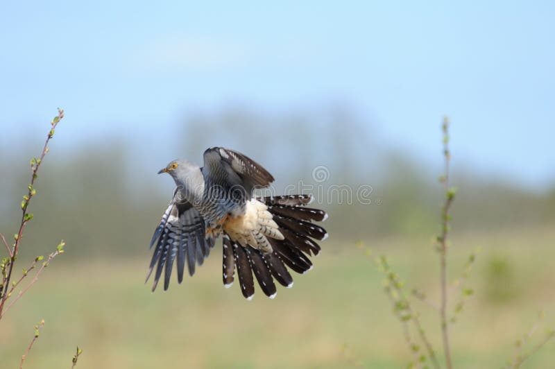 Flying Cuckoo in spring stock photo. Image of nature - 60601596